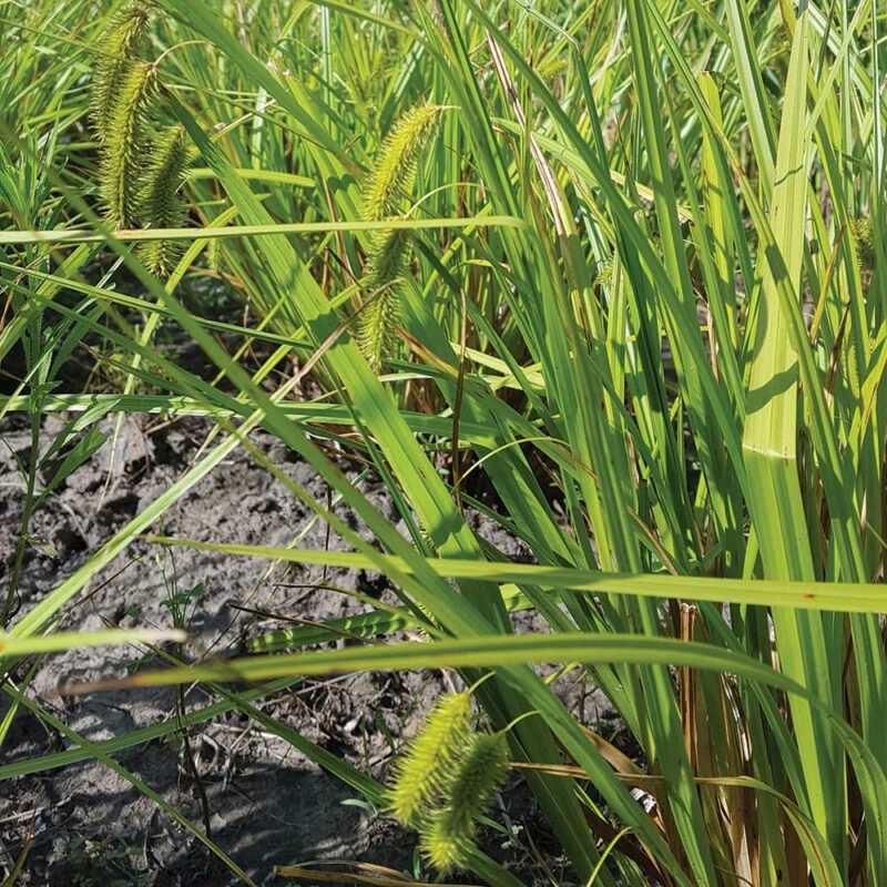 Carex comosa - Norview Gardens Ltd.