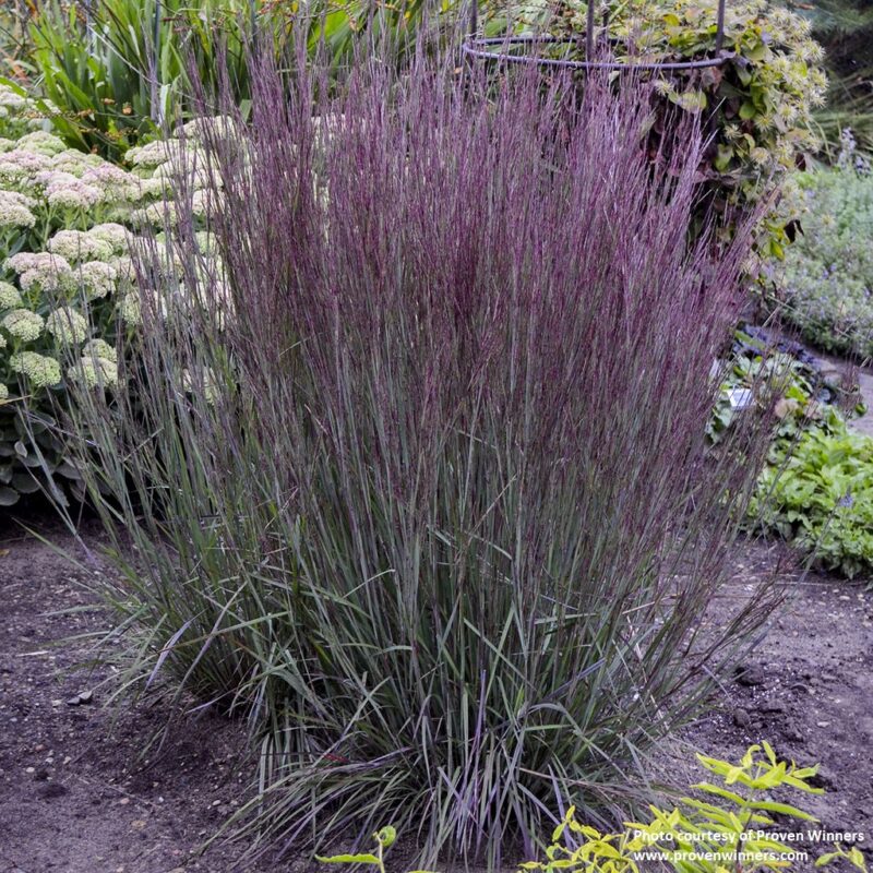 Schizachyrium scoparium ‘Blue Paradise’ PROVEN WINNERS - Norview ...