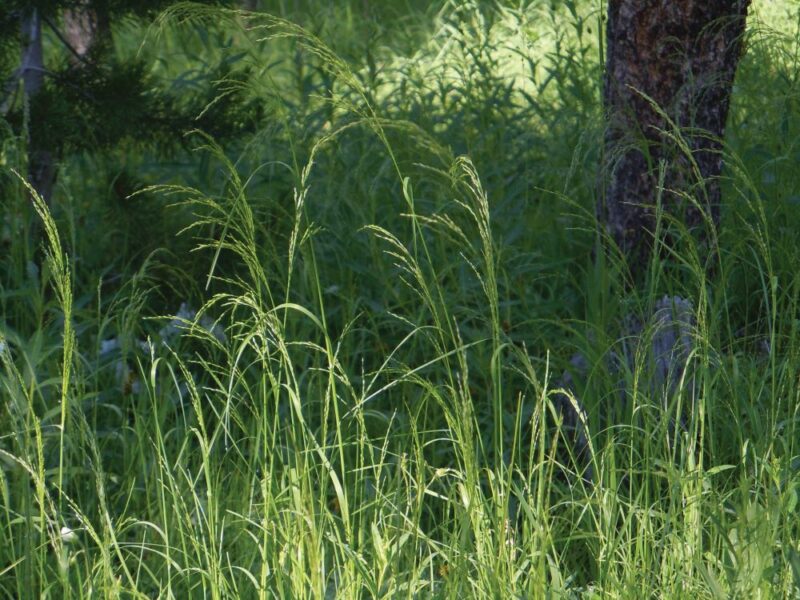 Poa palustris - Norview Gardens Ltd.