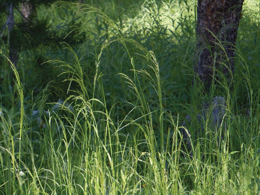 Poa palustris - Norview Gardens Ltd.