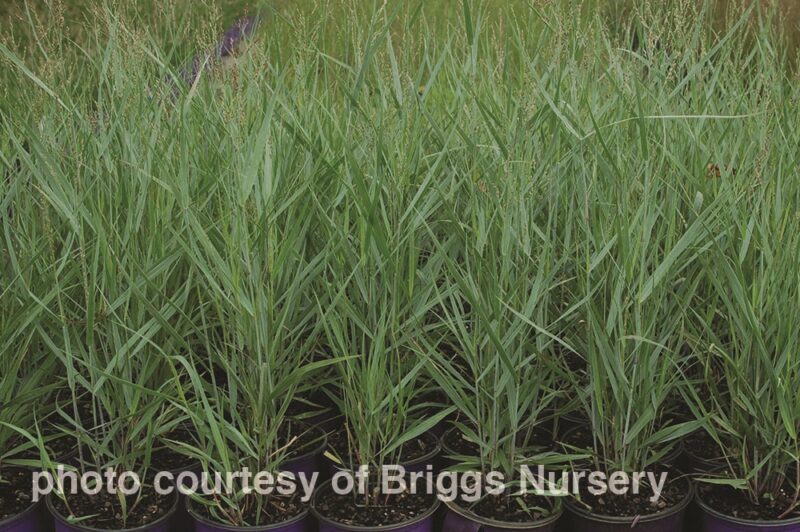 Panicum virgatum 'Prairie Dog' PP32736 - Norview Gardens Ltd.