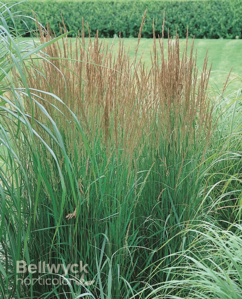 Calamagrostis stricta - Norview Gardens Ltd.