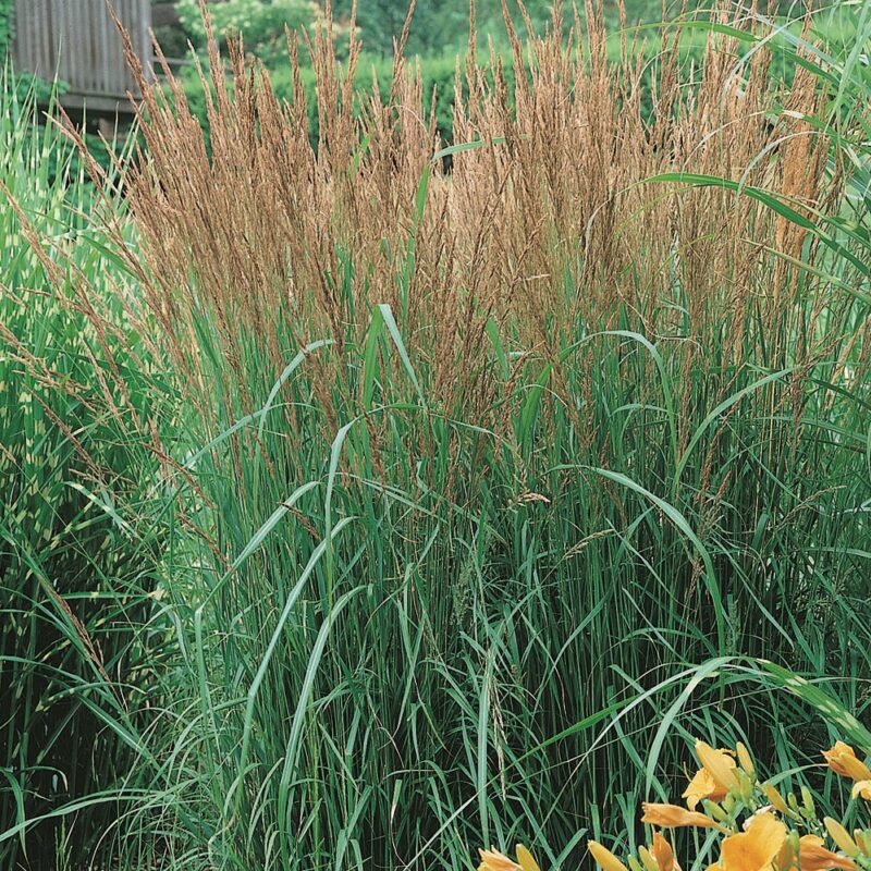 Plants - Norview Gardens Ltd.