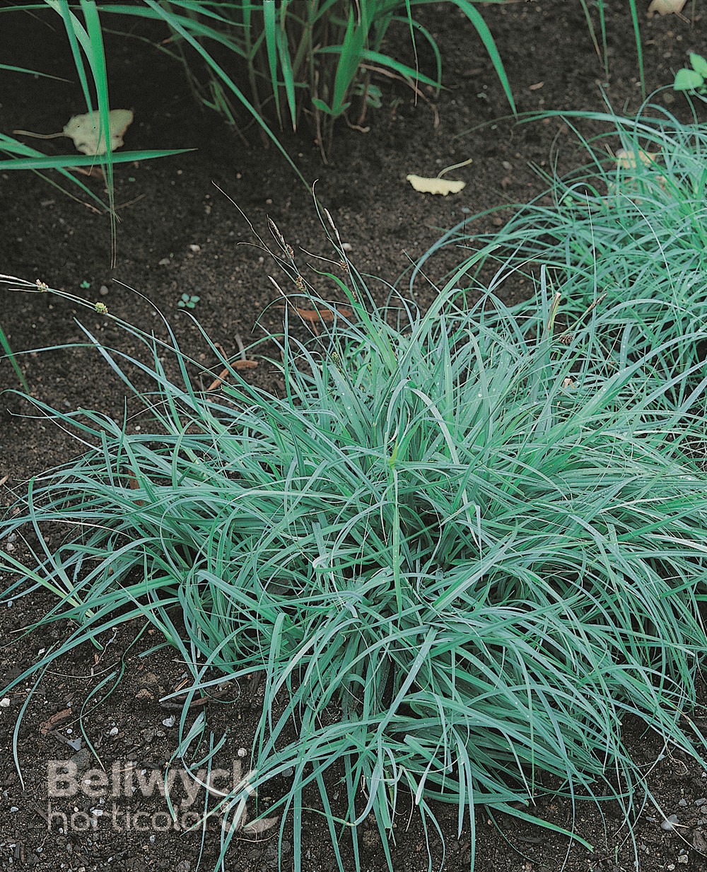 Carex glauca ‘Blue Zinger’ - Norview Gardens Ltd.