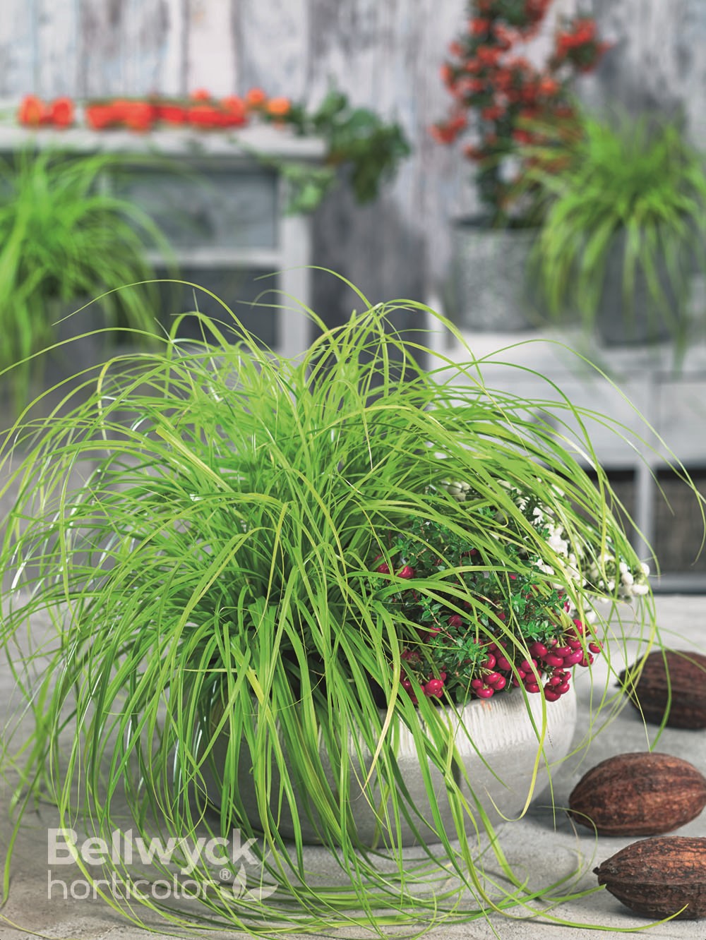 Carex oshimensis EverColor® 'Everillo' PP21002 - Norview Gardens Ltd.