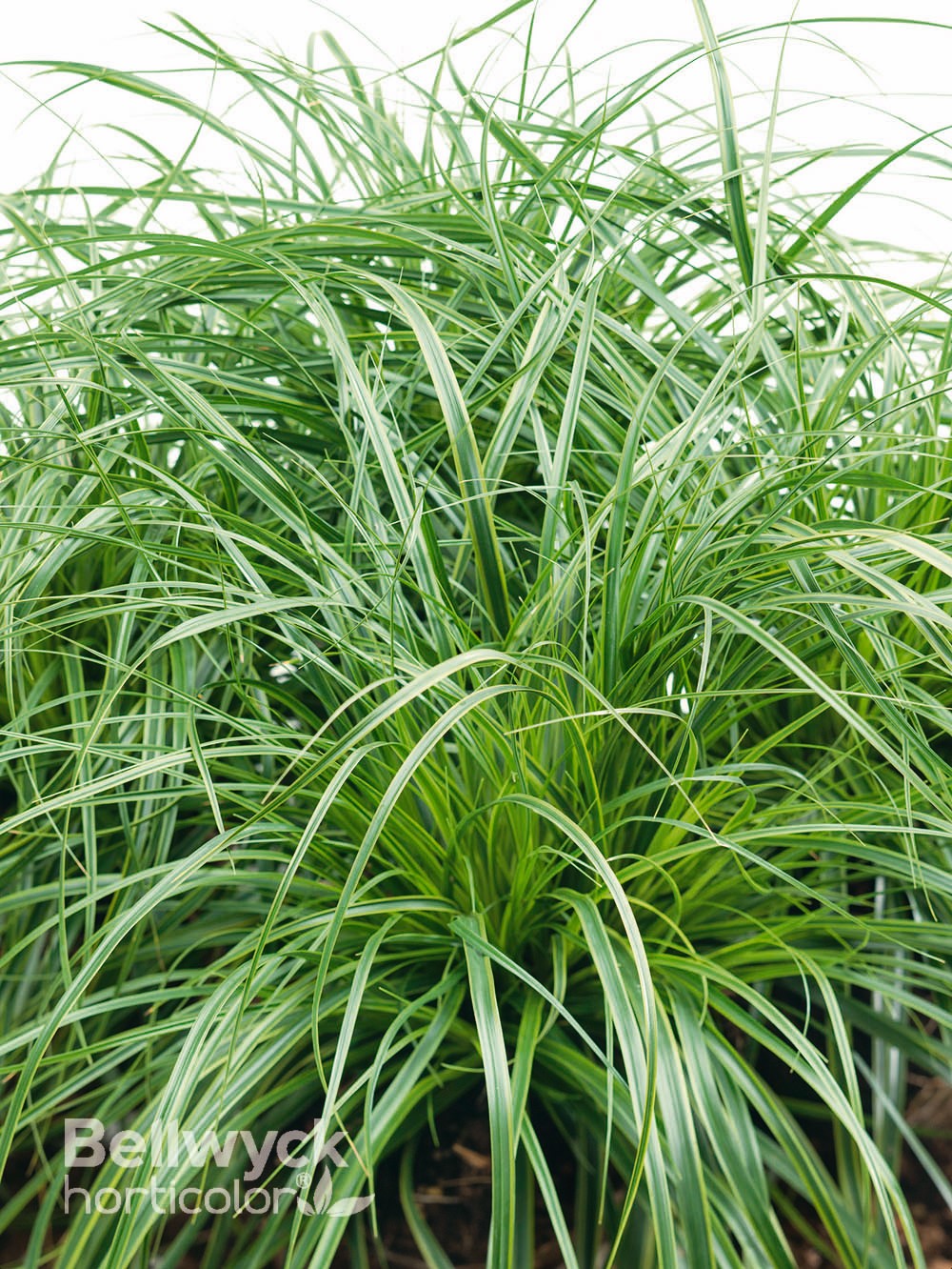 Carex oshimensis EverColor® 'Everlime' PP25622 - Norview Gardens Ltd.