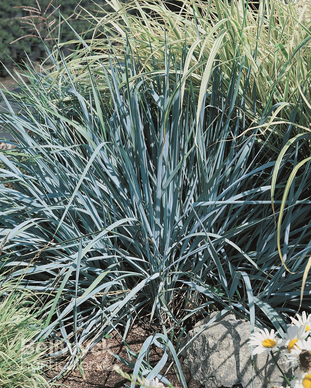 Elymus (Leymus) arenarius ‘Blue Dune’ - Norview Gardens Ltd.