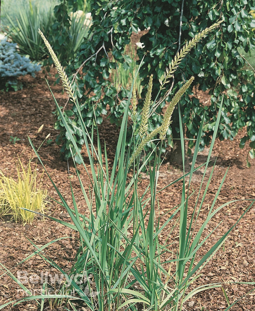 Elymus (Leymus) arenarius - Norview Gardens Ltd.
