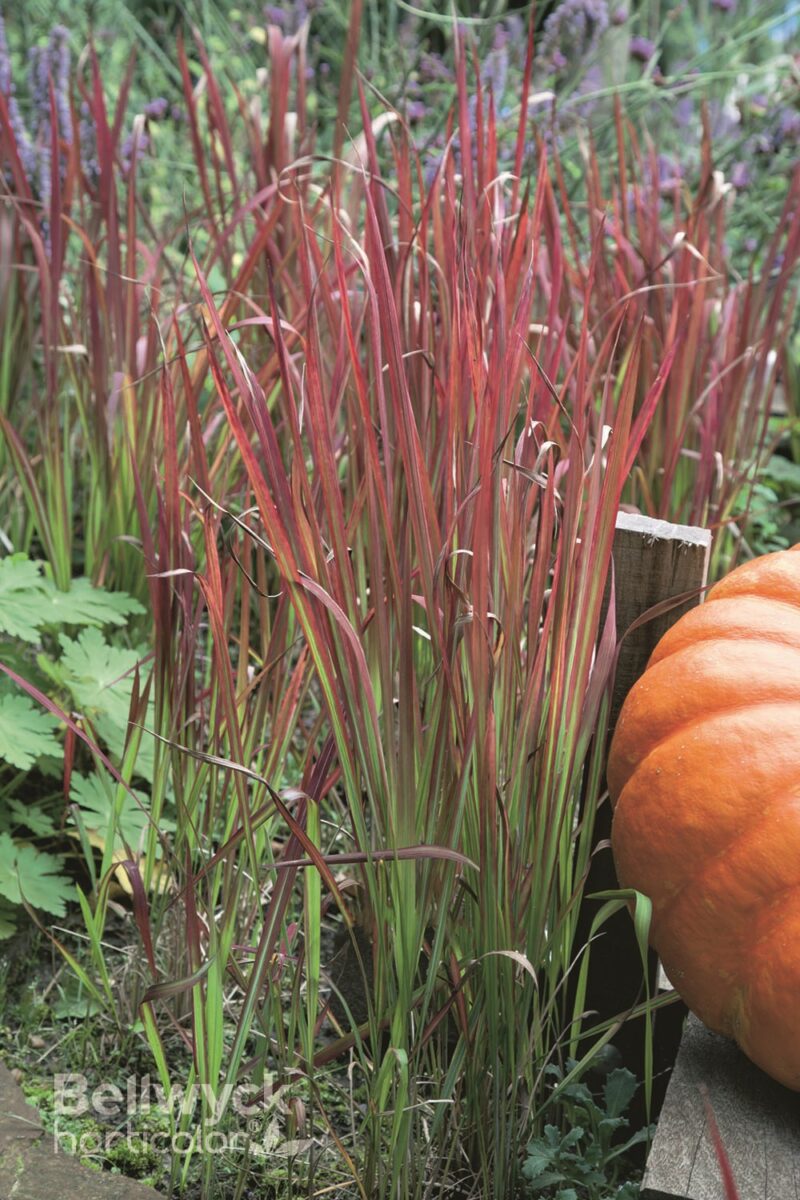 Imperata cylindrica ‘Red Baron’ - Norview Gardens Ltd.