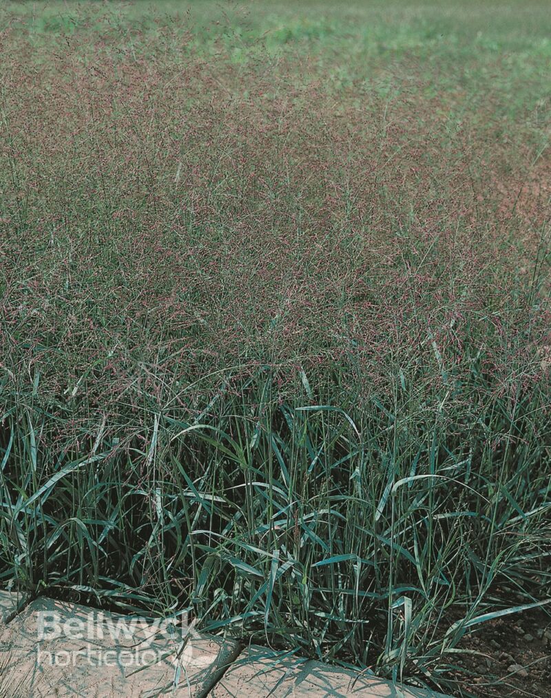 Panicum virgatum ‘Prairie Sky’ - Norview Gardens Ltd.