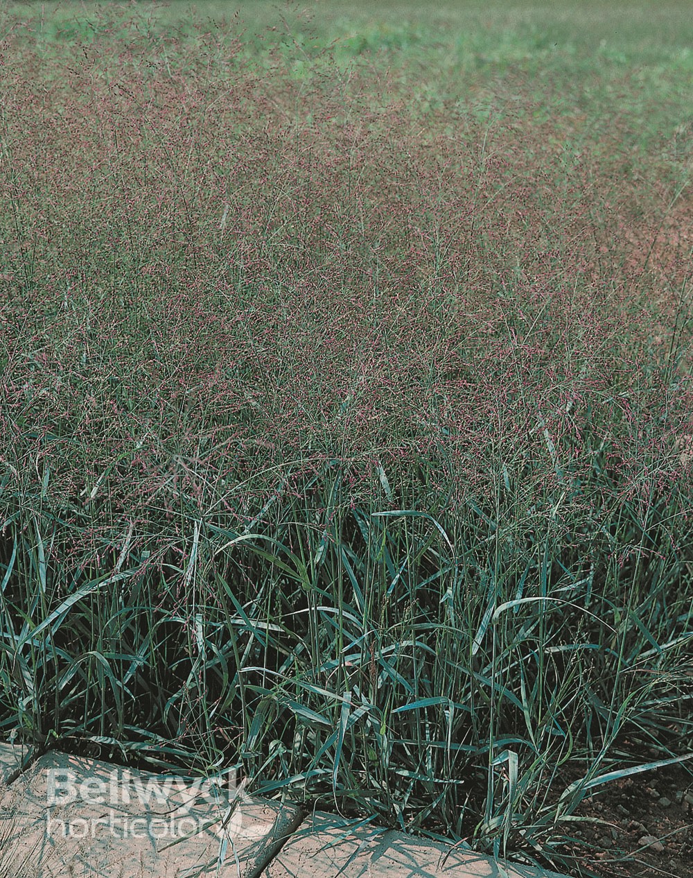 Panicum virgatum ‘Prairie Sky’ - Norview Gardens Ltd.