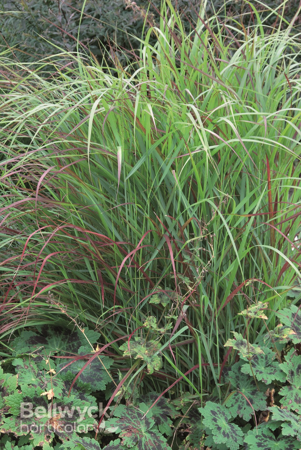 Panicum virgatum ‘Rotstrahlbusch’ - Norview Gardens Ltd.