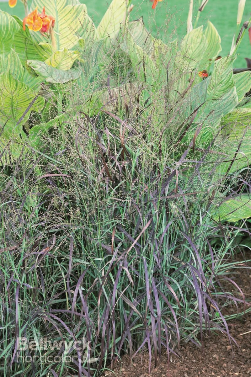 Panicum virgatum ‘Ruby Ribbons’ PP19367 - Norview Gardens Ltd.