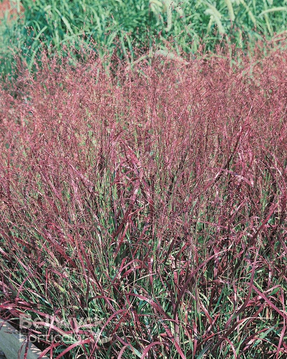 Panicum virgatum ‘Shenandoah’ - Norview Gardens Ltd.