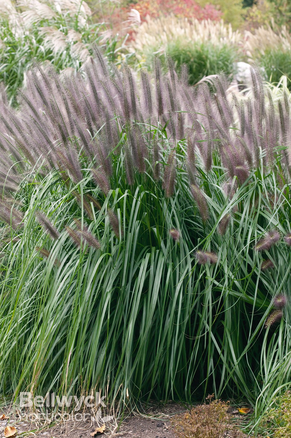 Pennisetum alopecuroides ‘Moudry’ - Norview Gardens Ltd.