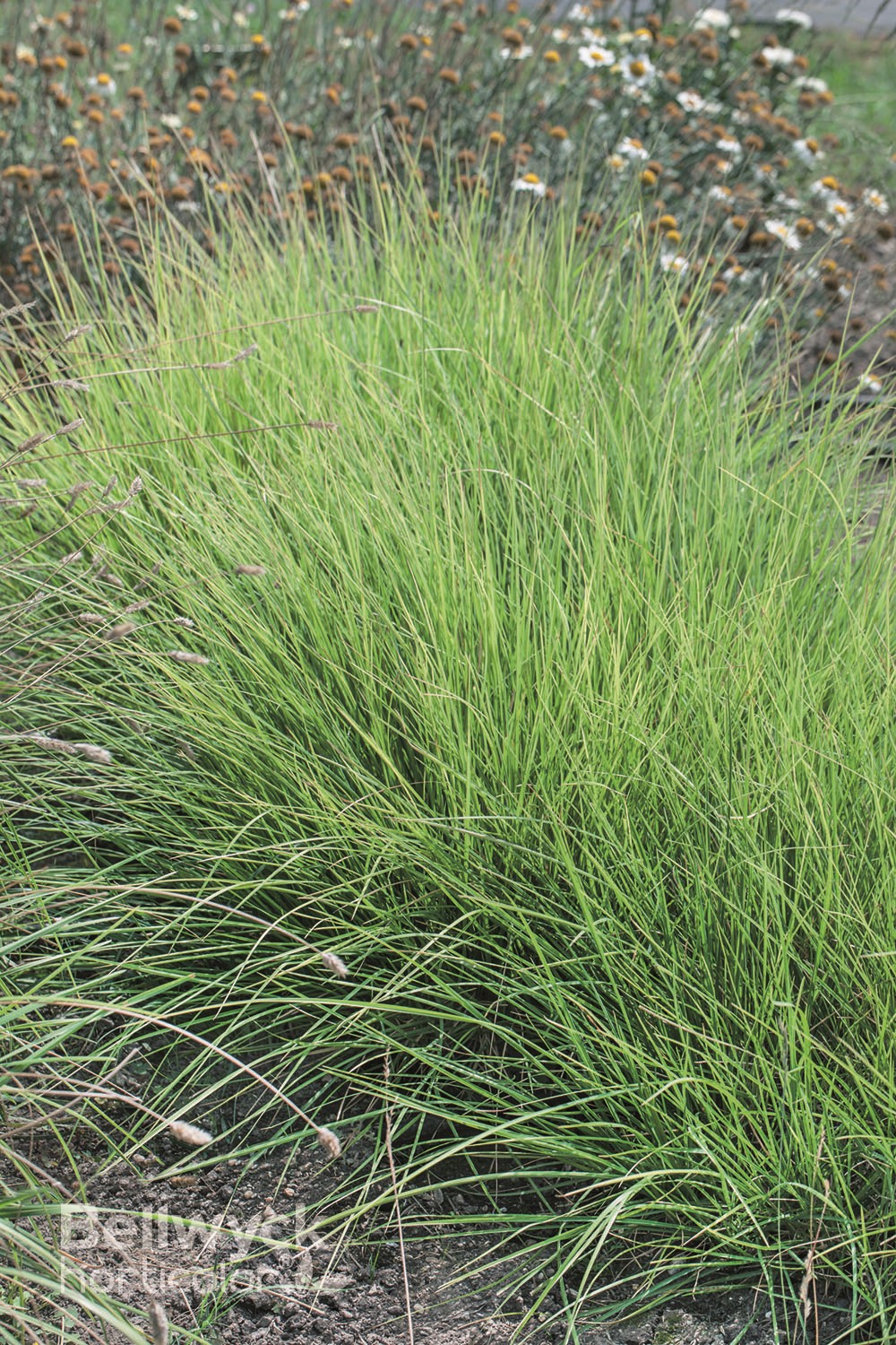 Sesleria autumnalis - Norview Gardens Ltd.